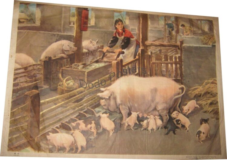 Pigs – Dodo Posters